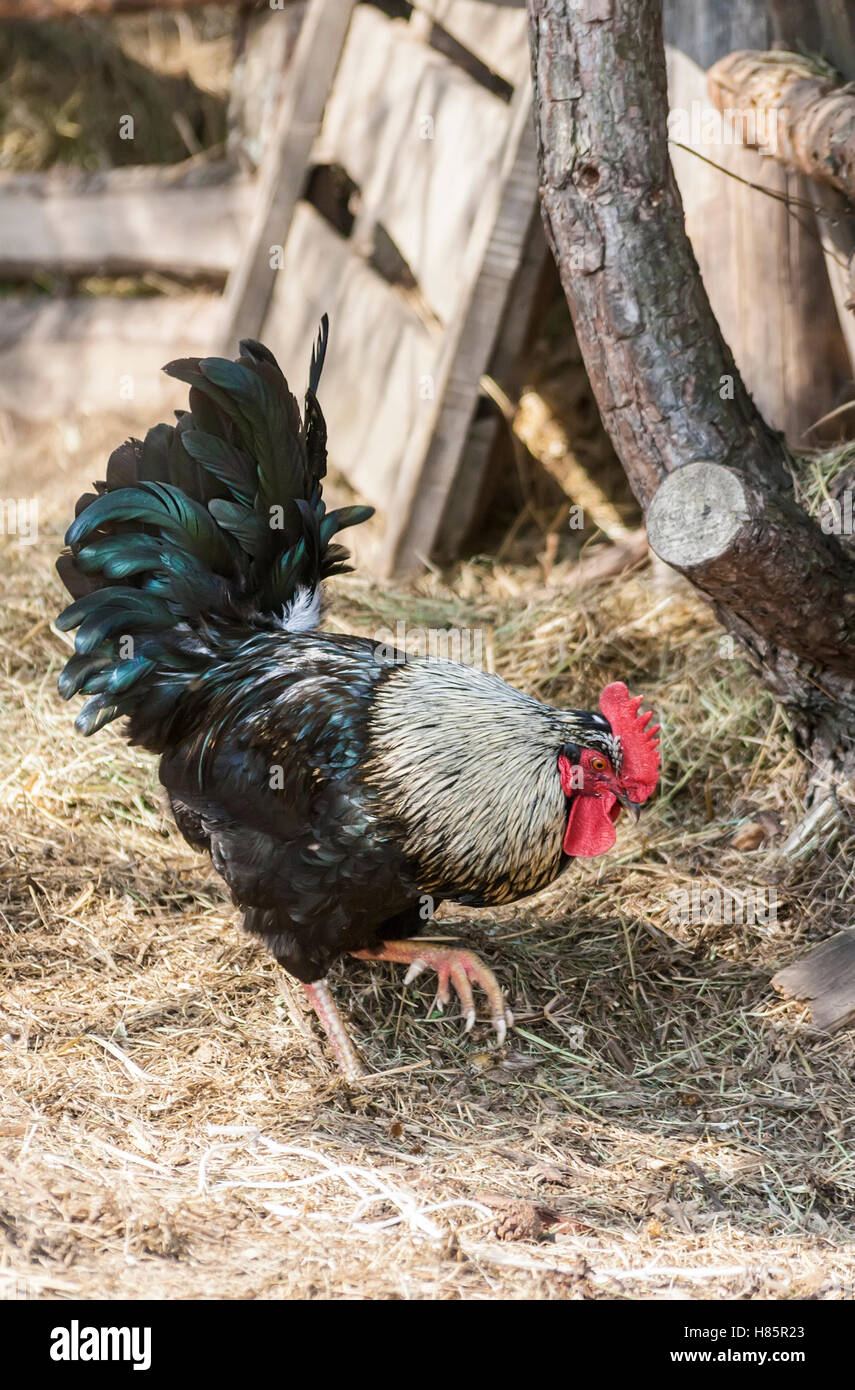Rooster walks in the straw and looking food Stock Photo - Alamy