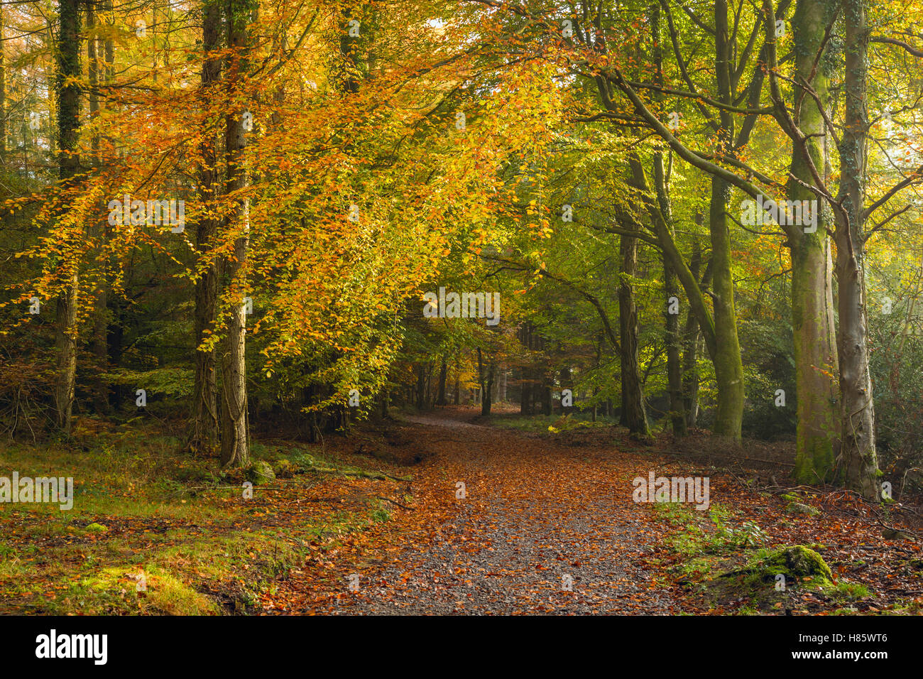 Gravel track through an autumn forest Stock Photo - Alamy