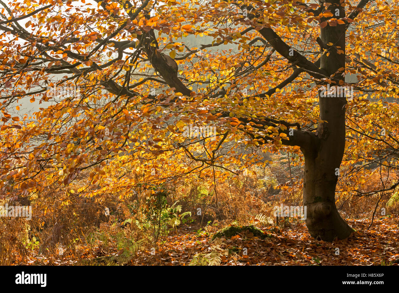 Beech tree uk hi-res stock photography and images - Alamy