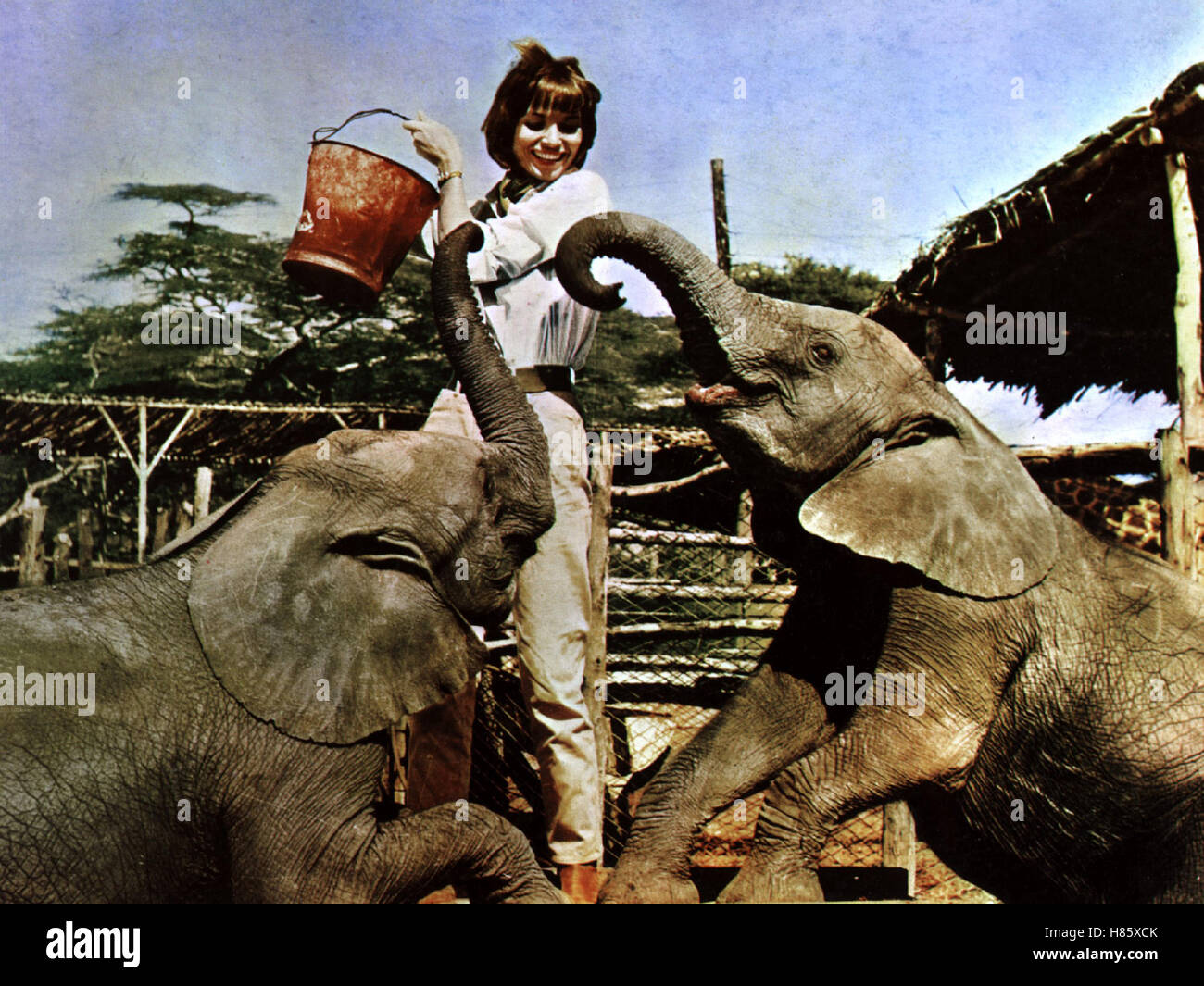 Hatari hatari usa 1961 regie hi-res stock photography and images - Alamy