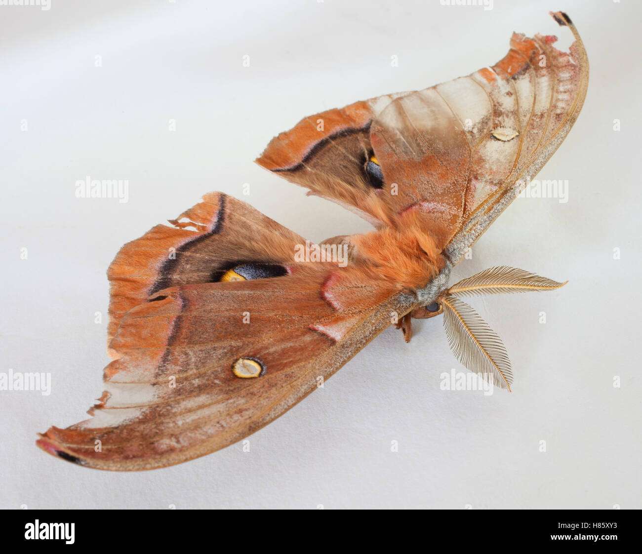 Very large moth with pretty wings on white Stock Photo - Alamy