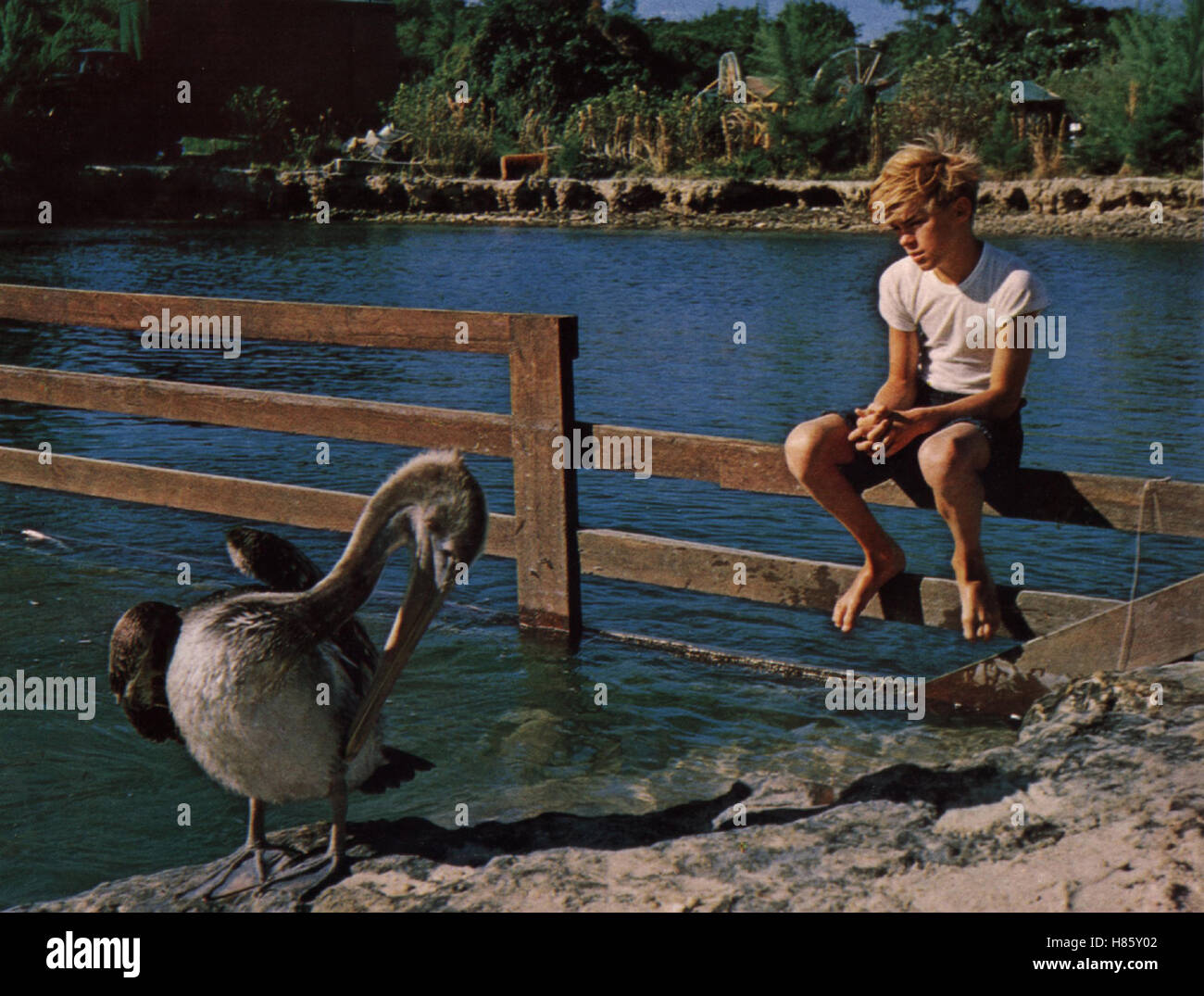 Flipper, (FLIPPER) USA 1962, Regie: James B. Clark, LUKE HALPIN ...
