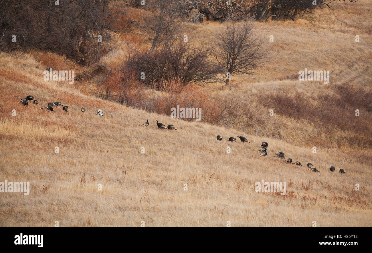 Wild turkeys in the morning on a distant hillside Stock Photo - Alamy