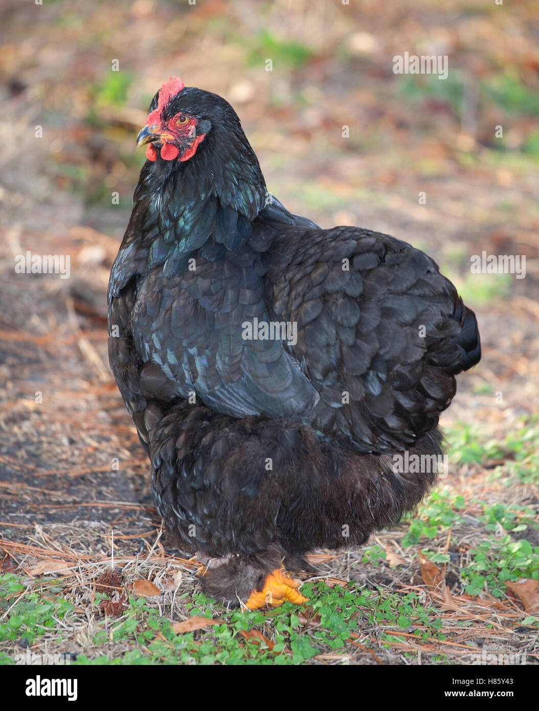 Black chicken hen that is staring at the camera Stock Photo - Alamy