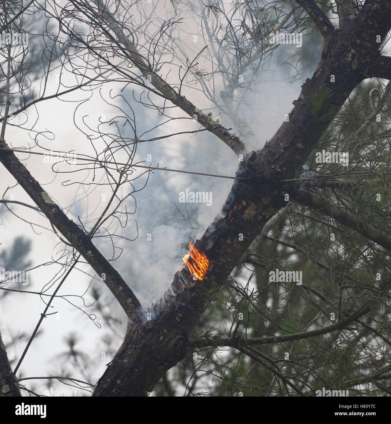 Flames and smoke coming from a tree on some power lines Stock Photo - Alamy