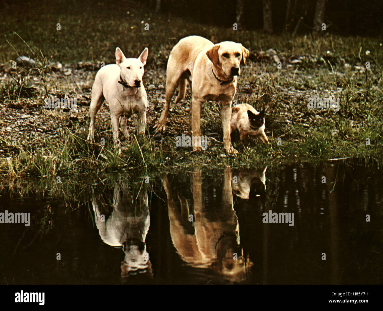 Incredible journey 1963 hi-res stock photography and images - Alamy