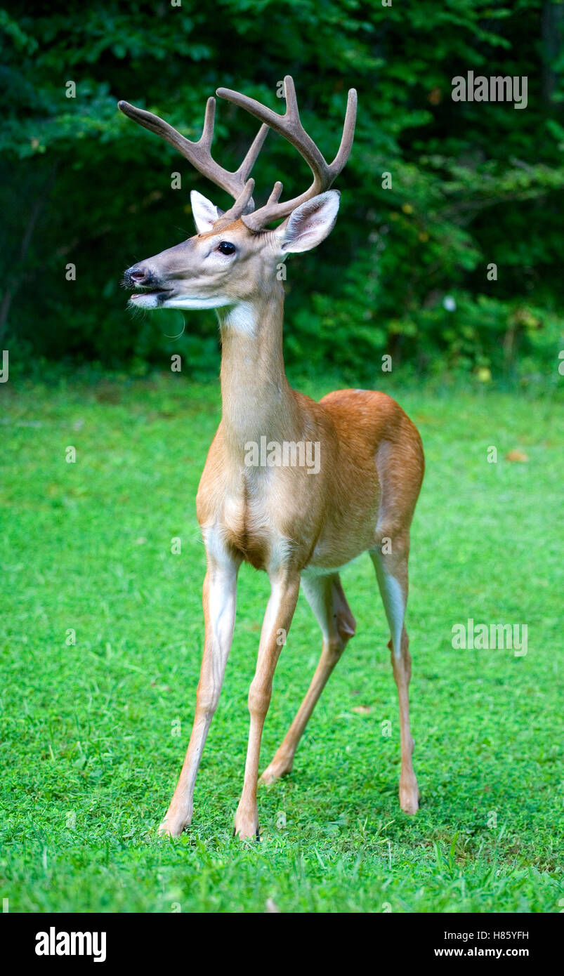 Whitetail buck on alert with antlers that are in velvet Stock Photo - Alamy