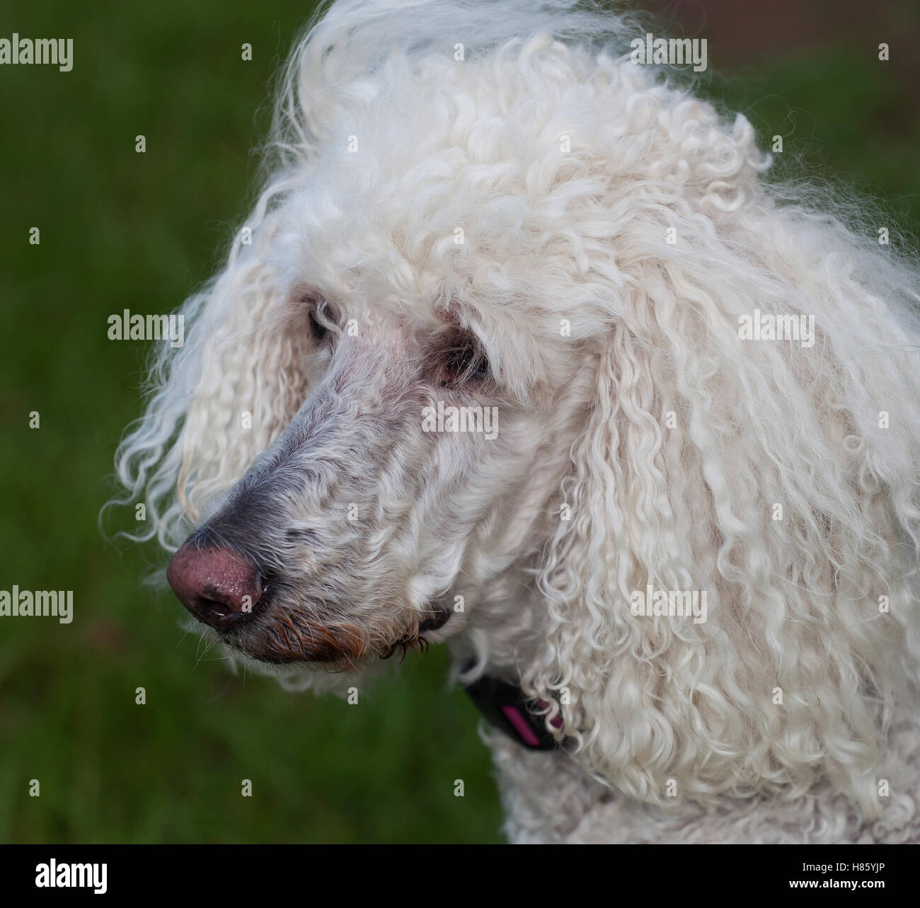 Standard white poodle that has spotted something Stock Photo - Alamy