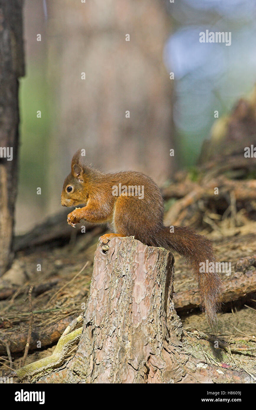 Formby nature reserve hi-res stock photography and images - Alamy