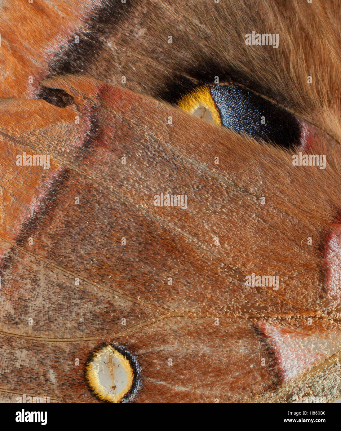 Close up shot of a moth with lots of color Stock Photo - Alamy