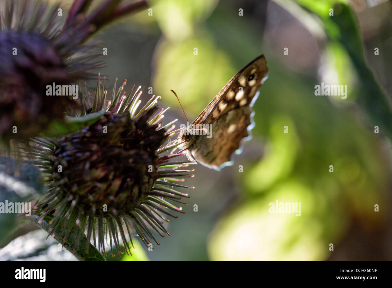 Spiky seed pod hi-res stock photography and images - Alamy