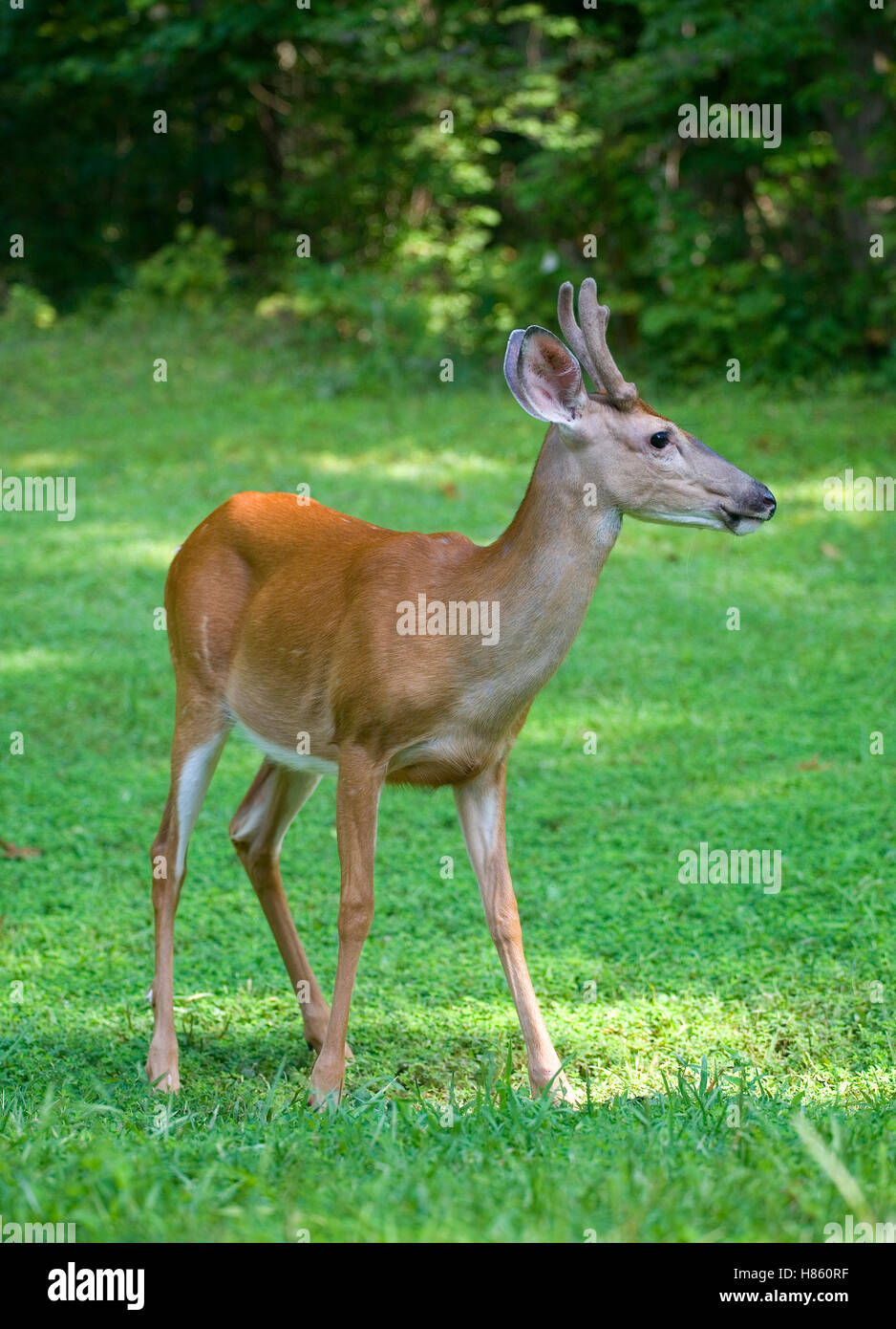 Male whitetail deer with antlers in velvet on the grass Stock Photo - Alamy