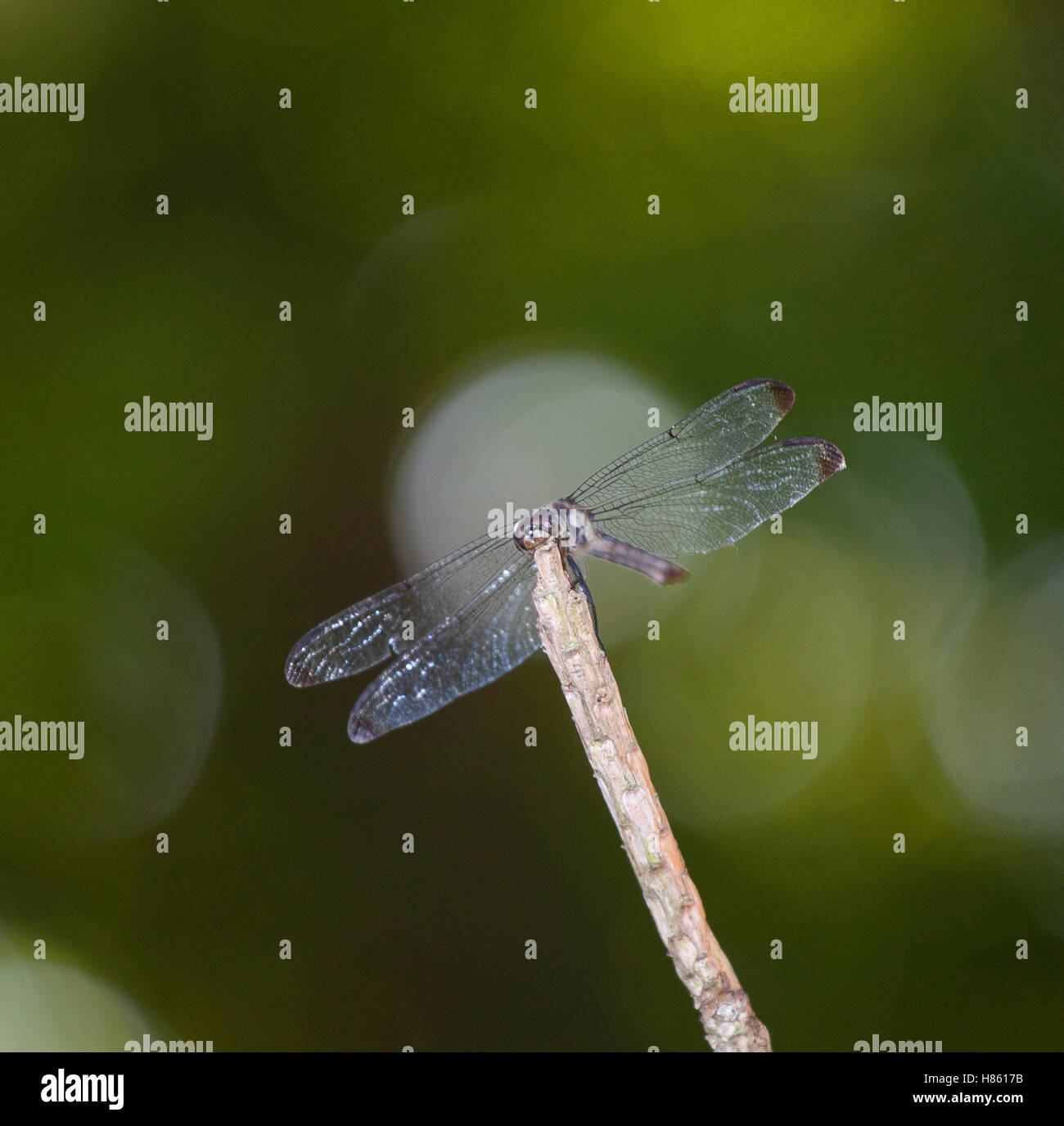 Dragonfly that looks like it is resting its chin on a stick Stock Photo ...