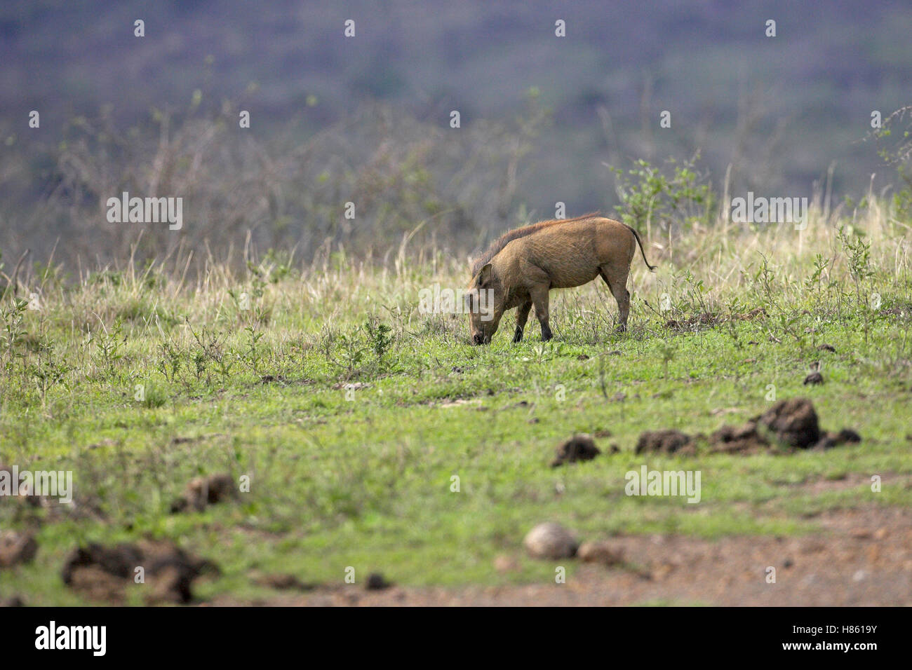 Phacochoerus aethiopicus hi-res stock photography and images - Alamy