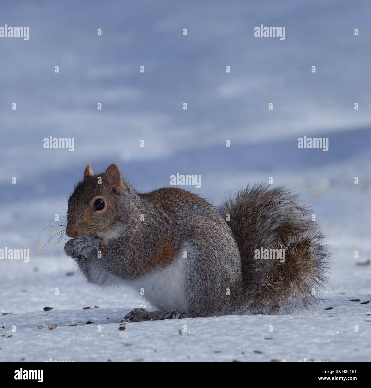 Tree squirrel that looks like it is ready to run away Stock Photo - Alamy