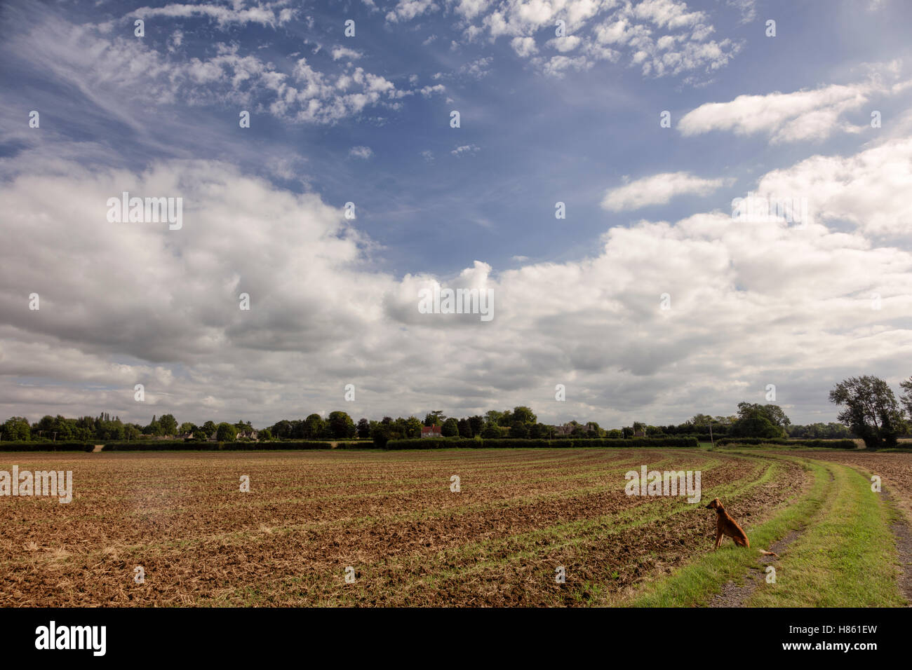 A lurcher sitting next to an empty farmers field in the English ...
