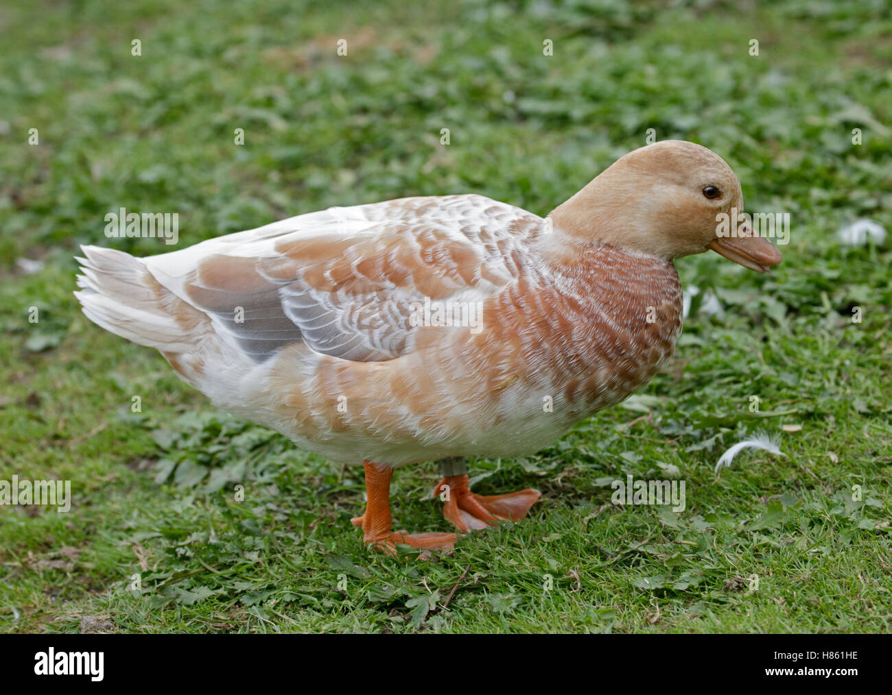 Puddleducks hi-res stock photography and images - Alamy