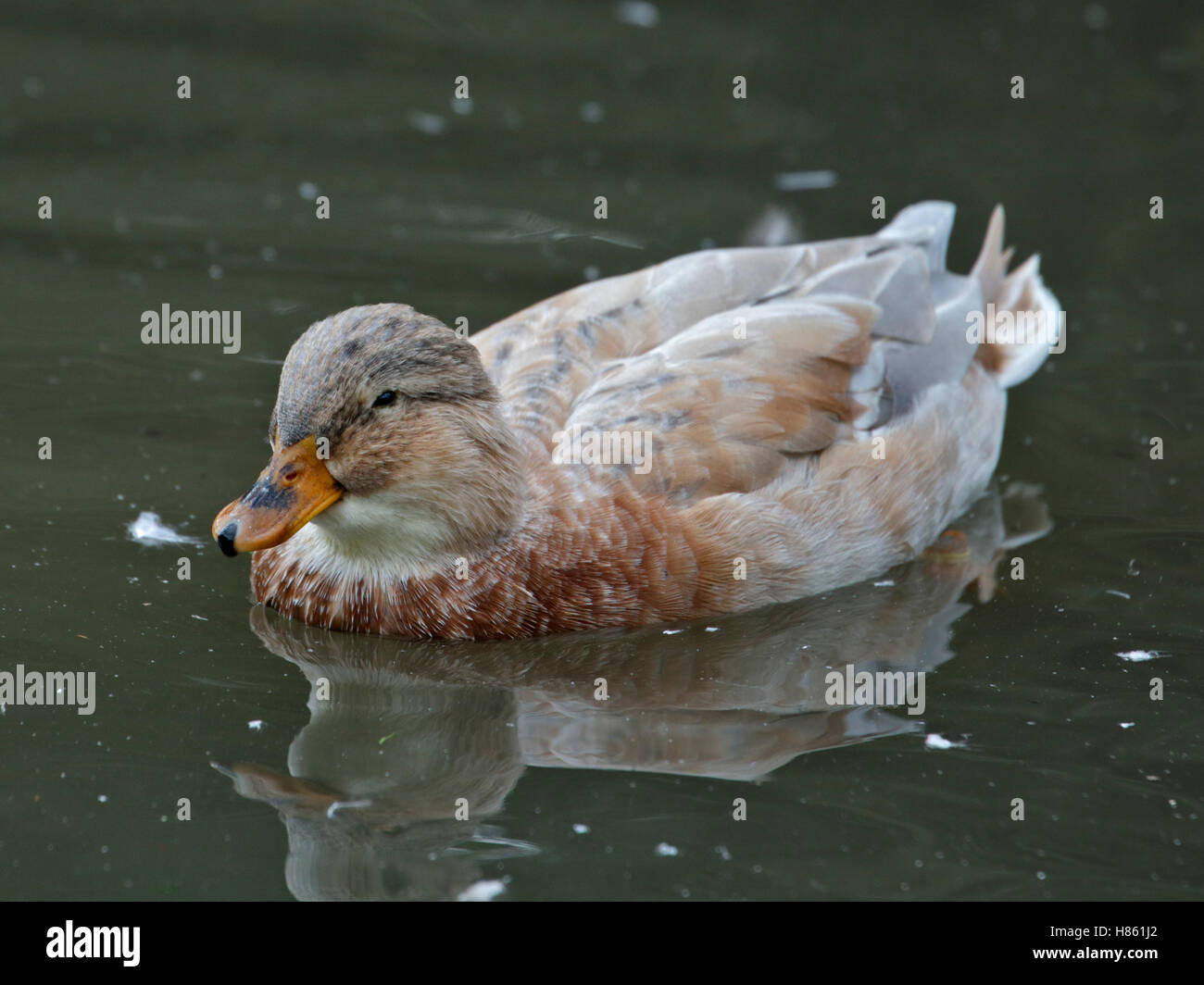 Puddle Duck, WWT Slimbridge, Gloucestershire, England Stock Photo - Alamy