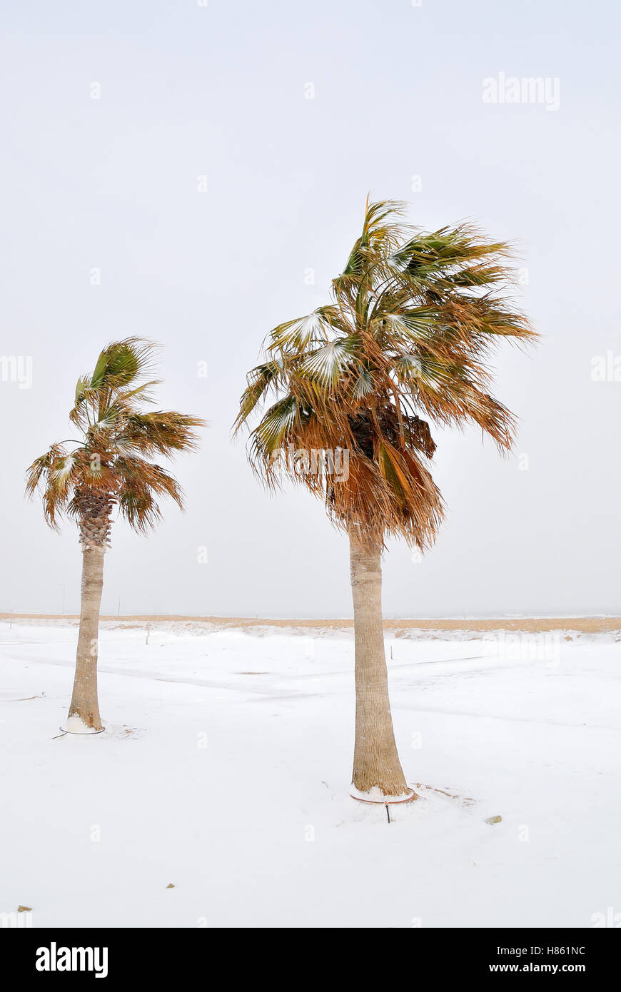 Snow on palm trees hi-res stock photography and images - Alamy