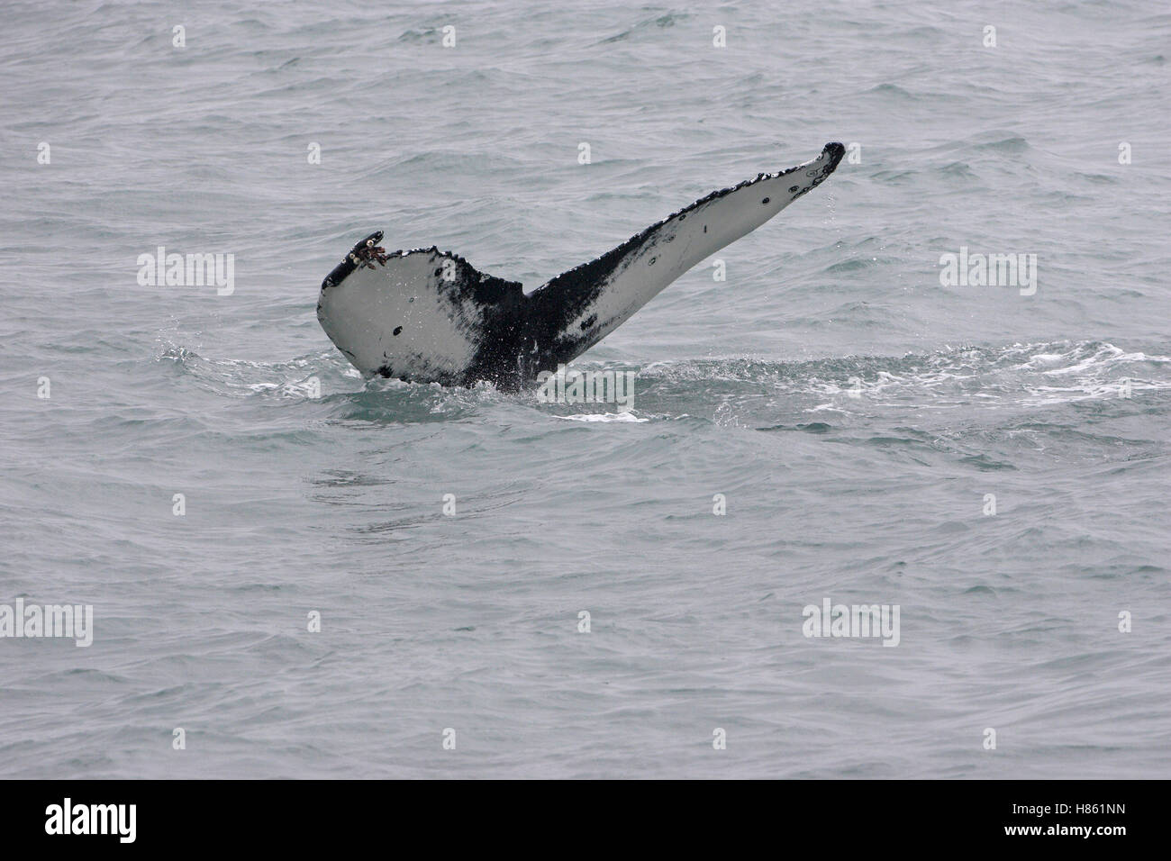 Tail fluke of the whale hi-res stock photography and images - Alamy