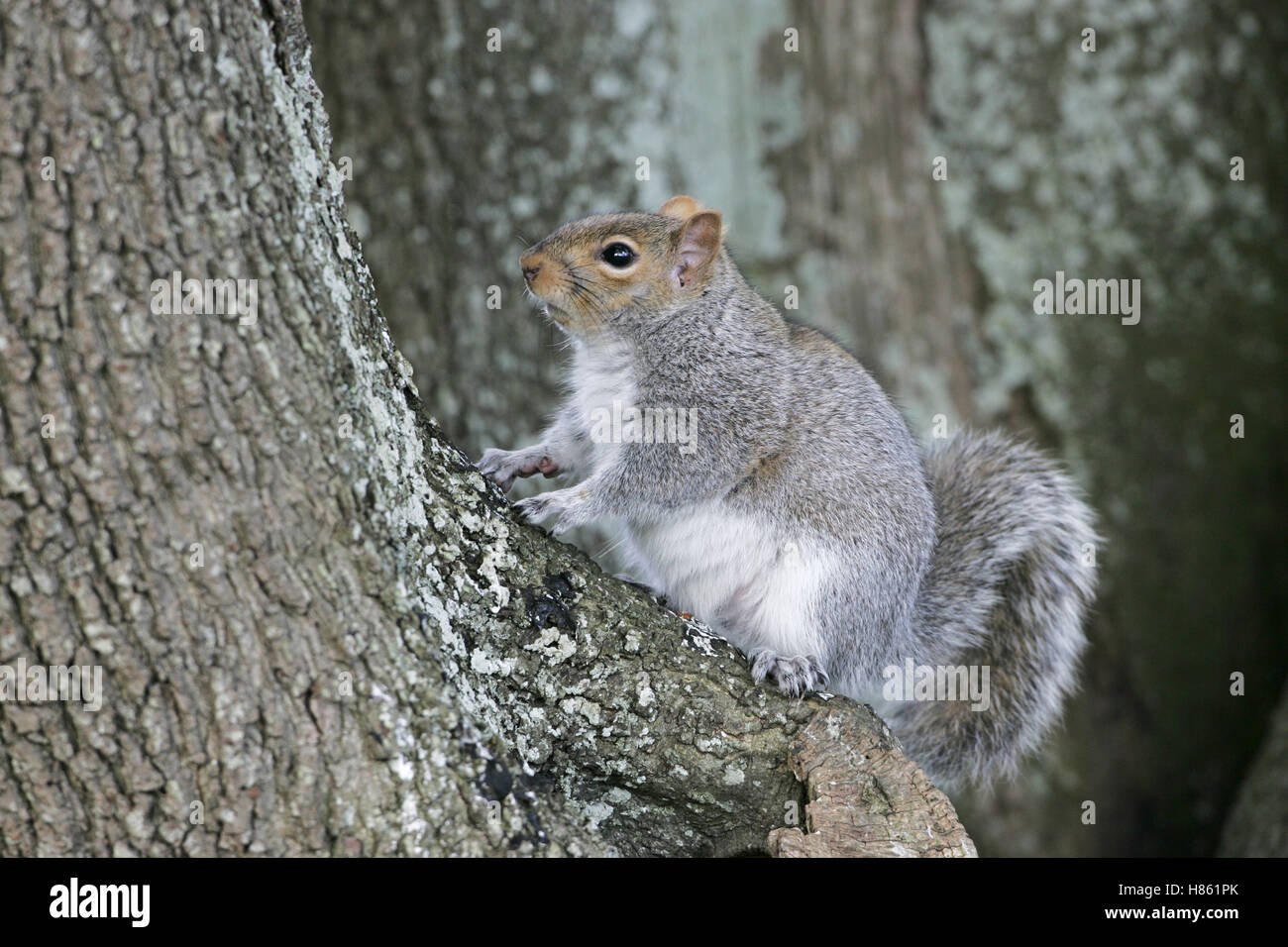 Grey squirrel at base of oak tree quercus robur hi-res stock ...