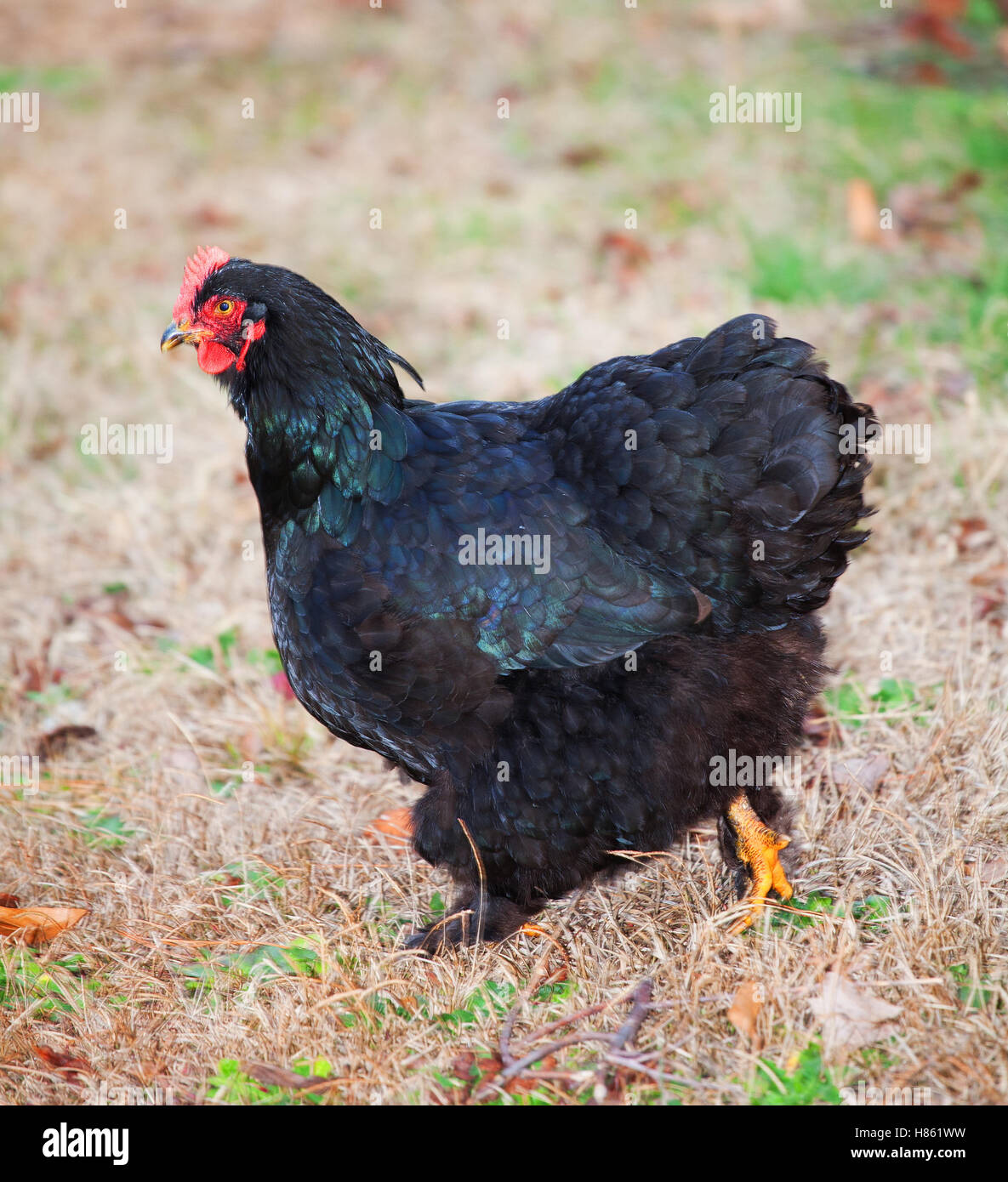 Hen standing on grass hi-res stock photography and images - Alamy