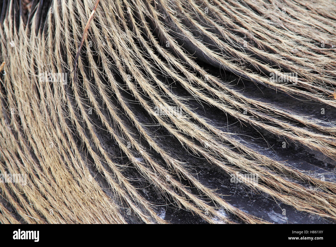 Baleen plates hi-res stock photography and images - Alamy
