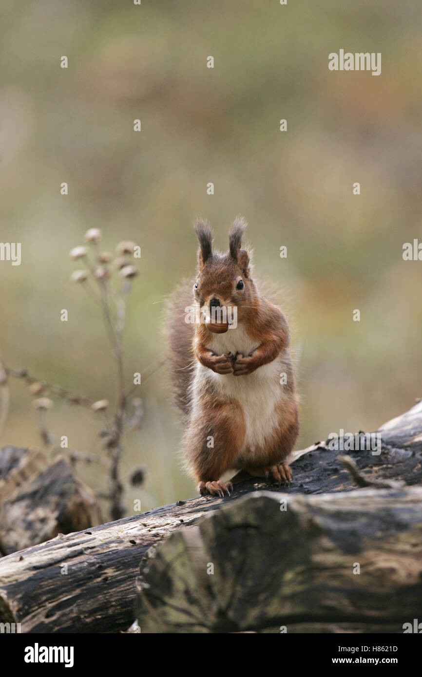 Red squirrel Sciurus vulgaris with injured eye Brownsea Island Dorset ...