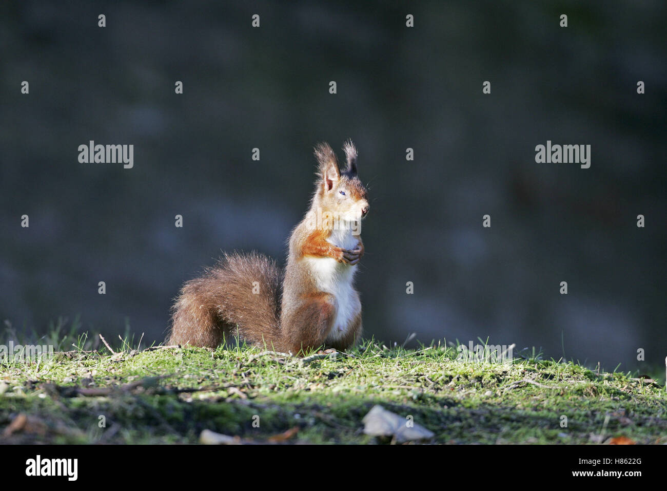 Red squirrel Sciurus vulgaris with injured eye Brownsea Island Dorset ...