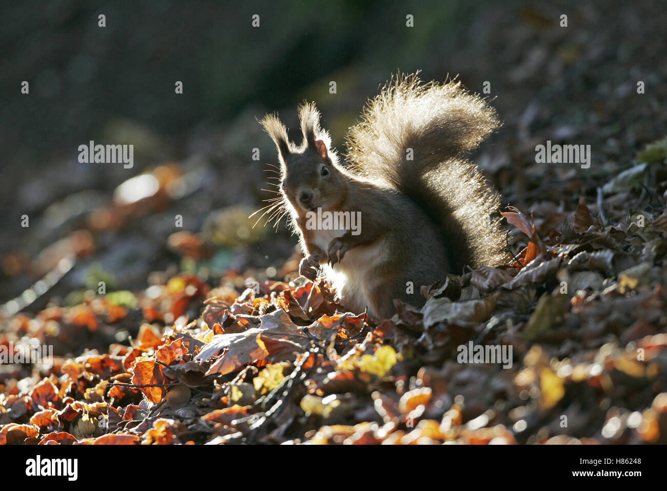 Back lit photograph hi-res stock photography and images - Alamy