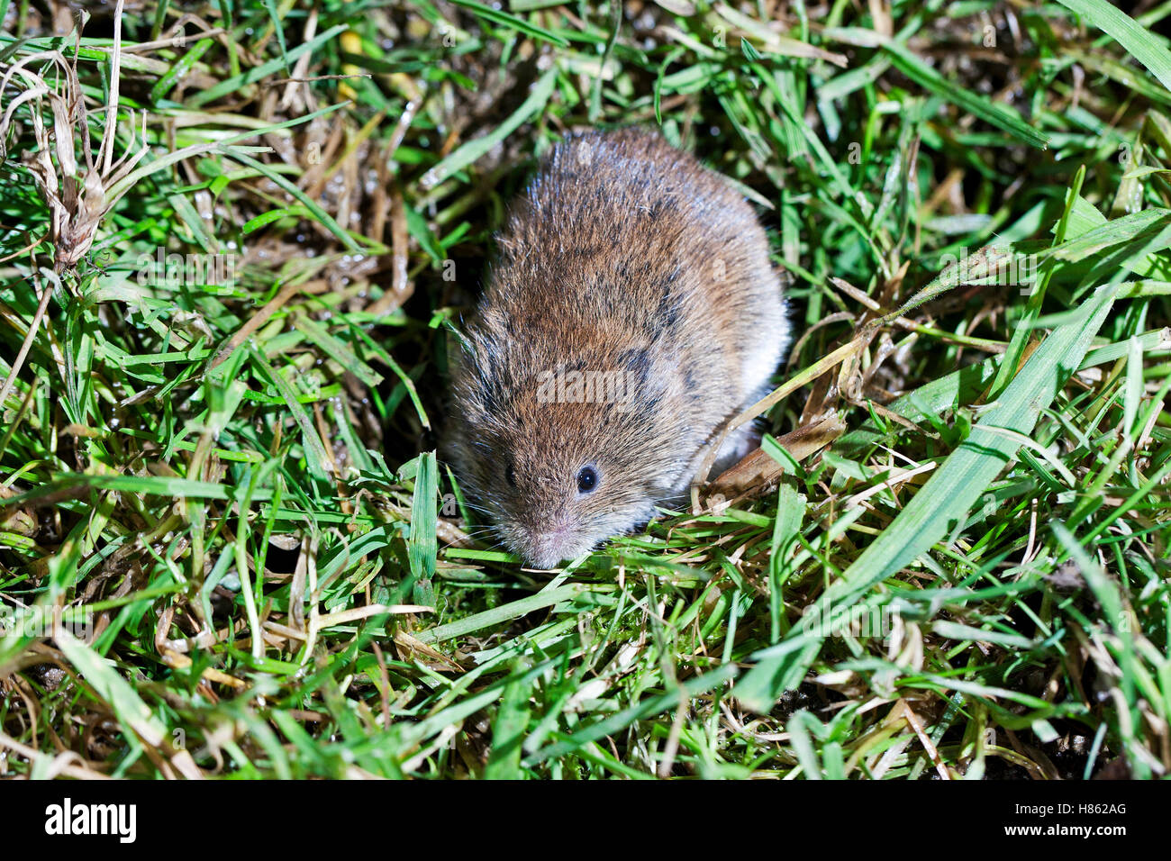 Field vole hi-res stock photography and images - Alamy