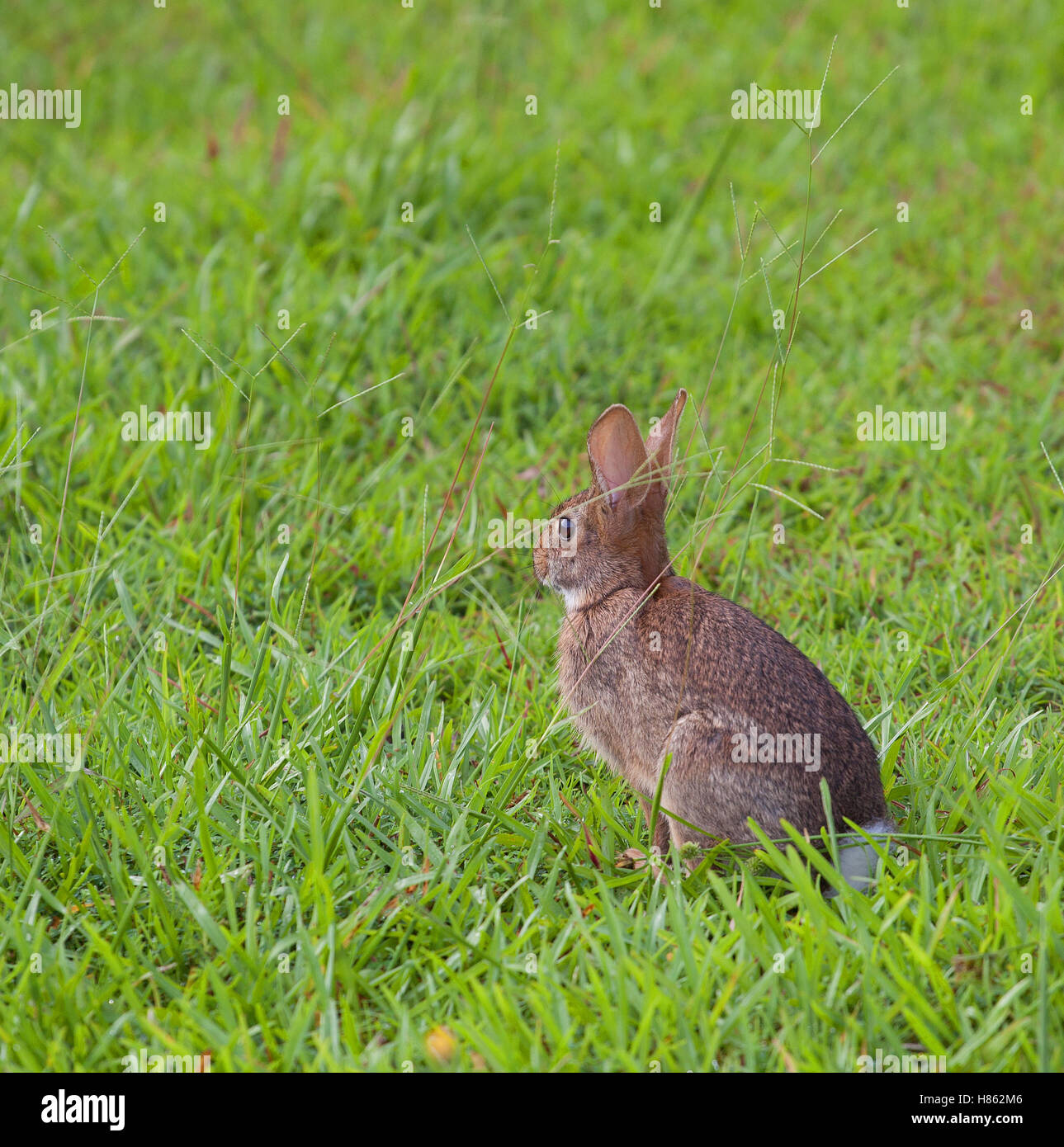 Cottontail rabbit escape hi-res stock photography and images - Alamy