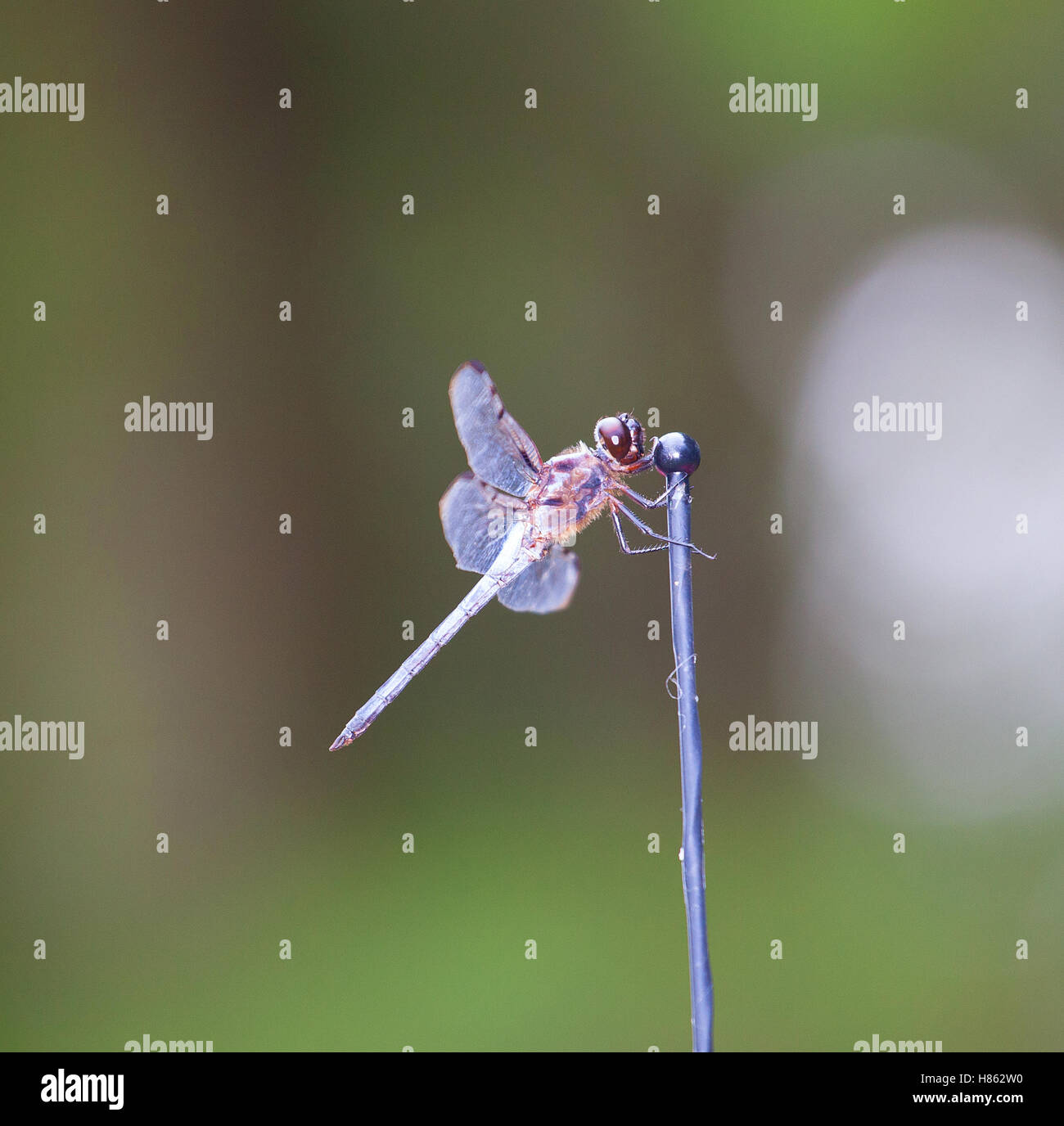 Dragonfly that is hugging the end of an antenna Stock Photo - Alamy