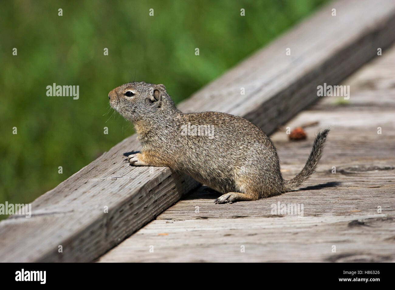 Uinta Ground Squirrel High Resolution Stock Photography and Images - Alamy