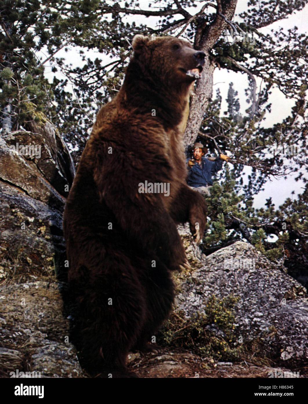 Grizzlies movie hi-res stock photography and images - Alamy