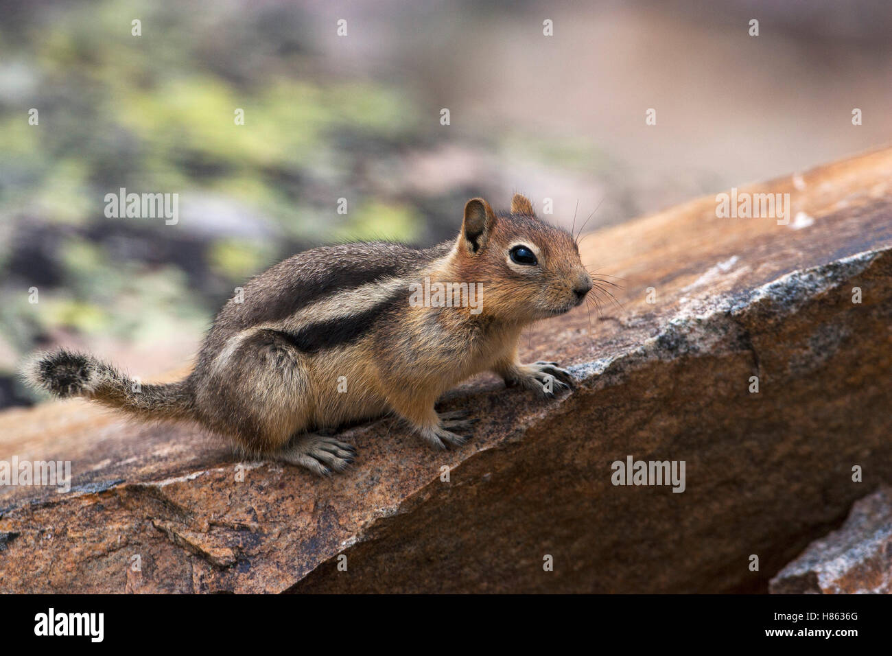 Golden-mantled ground squirrel Spermophilus lateralis Rock Creek Vista ...