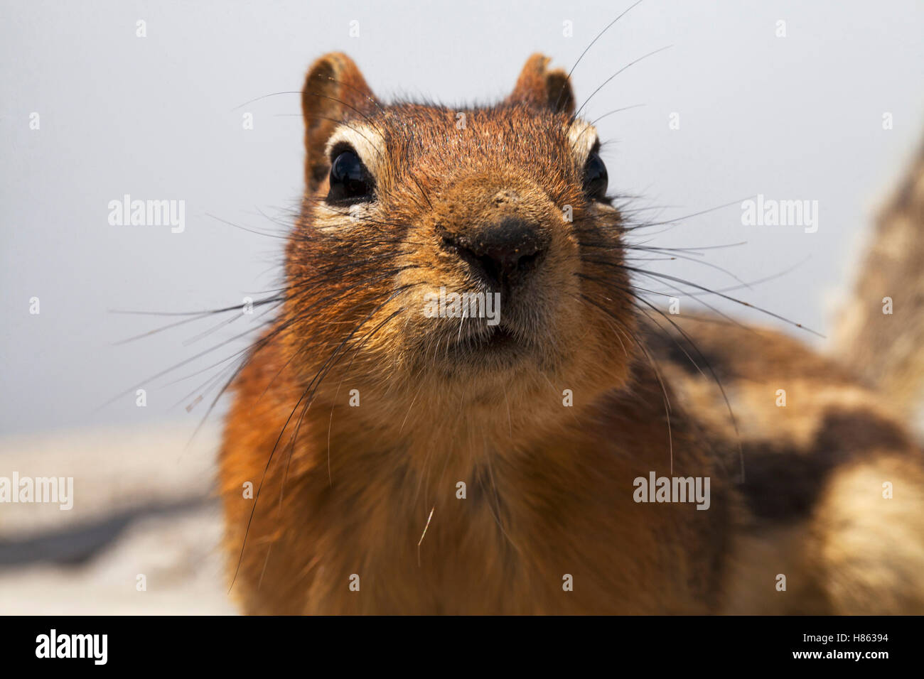 Golden mantled ground squirrel Spermophilus lateralis Rock Creek Vista ...