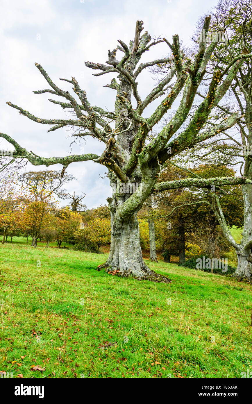 Autumn colours in Cornwall, UK Stock Photo - Alamy