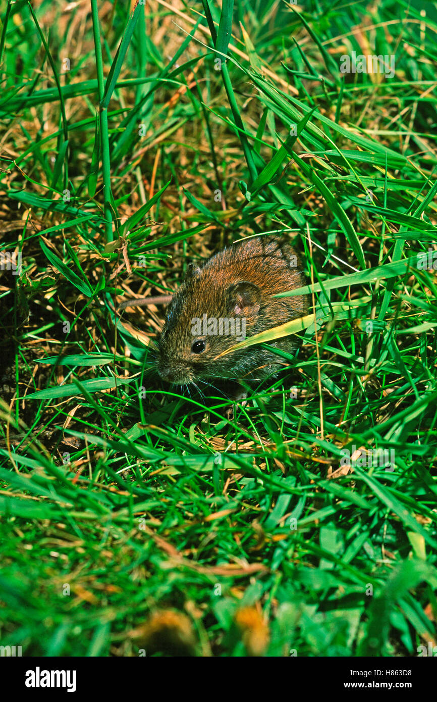 Red backed vole hi-res stock photography and images - Alamy