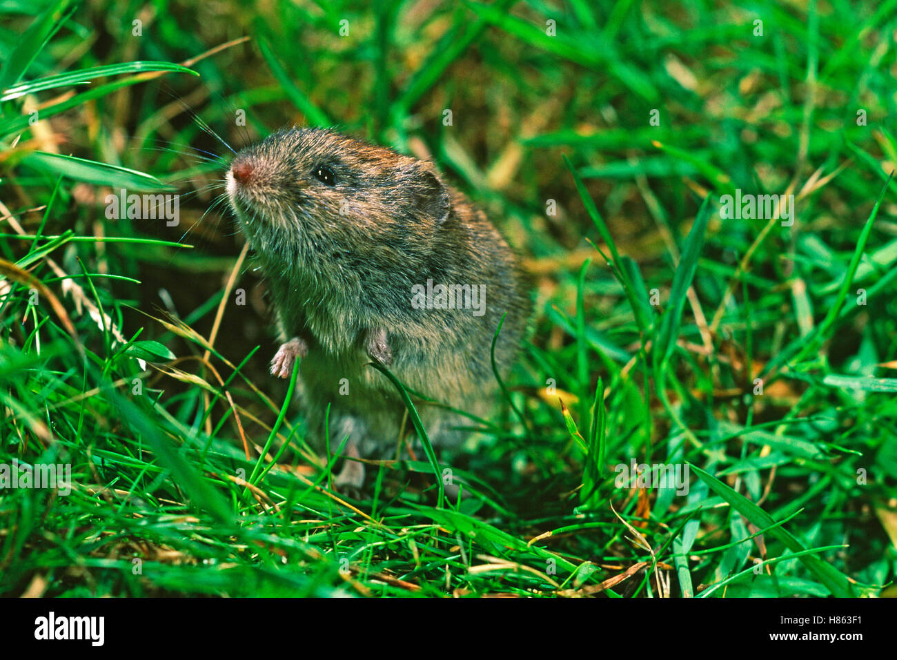 Bank vole countryside hi-res stock photography and images - Alamy