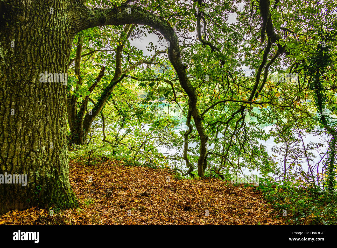 Autumn colours in Cornwall, UK Stock Photo - Alamy
