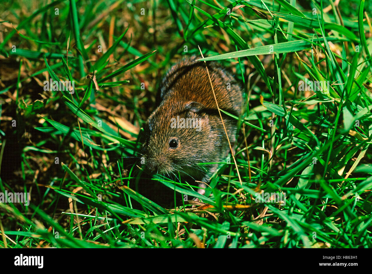Bank vole Clethrionomys glareolus Stock Photo - Alamy