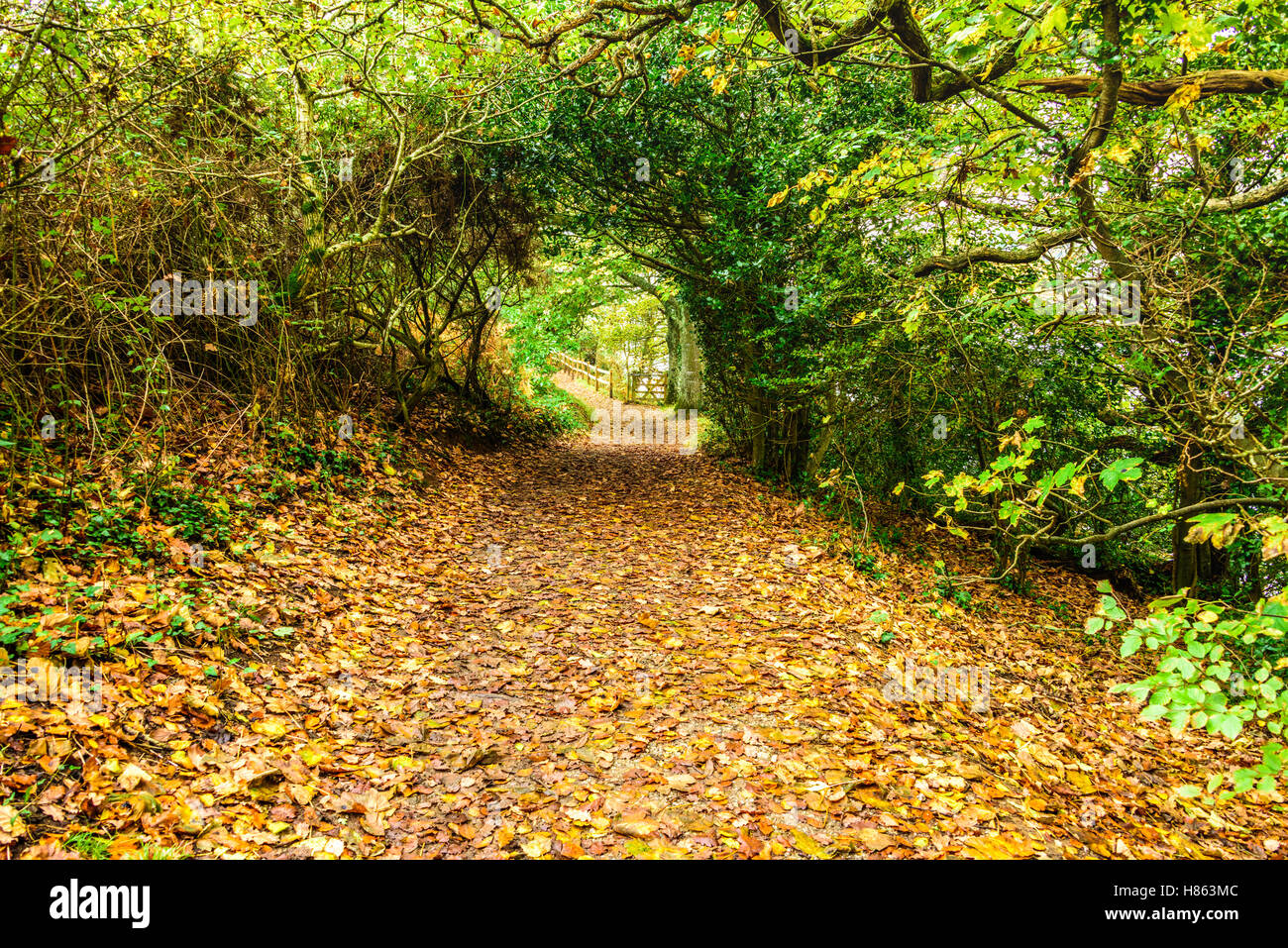 Autumn colours in Cornwall, UK Stock Photo - Alamy
