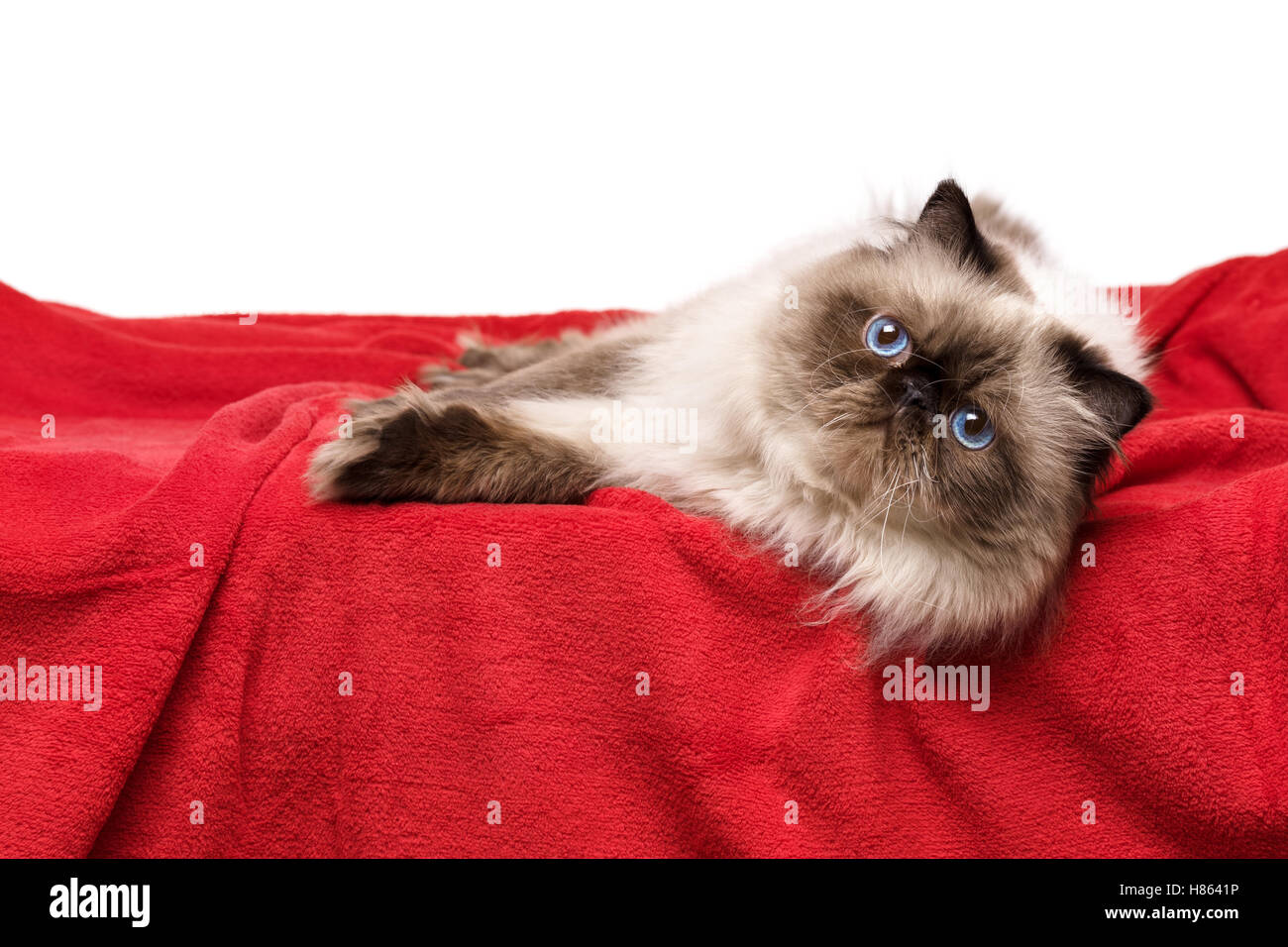 Red persian cat hi-res stock photography and images - Alamy