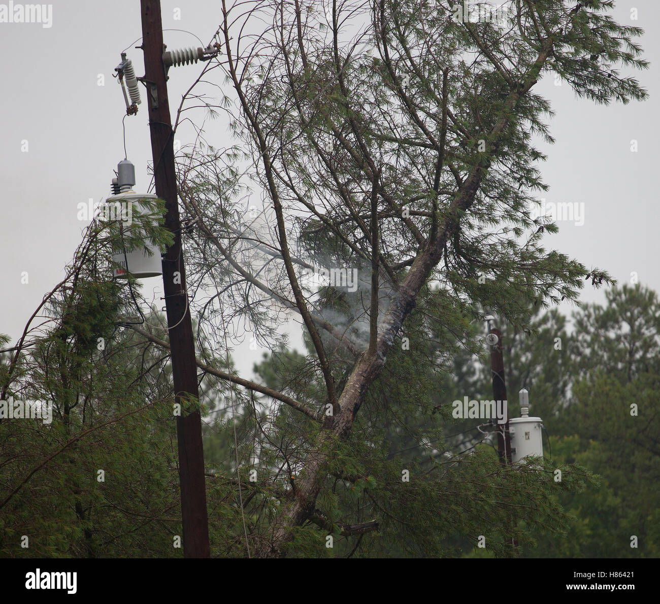 Tree on the power lines between a pair of transformers Stock Photo - Alamy