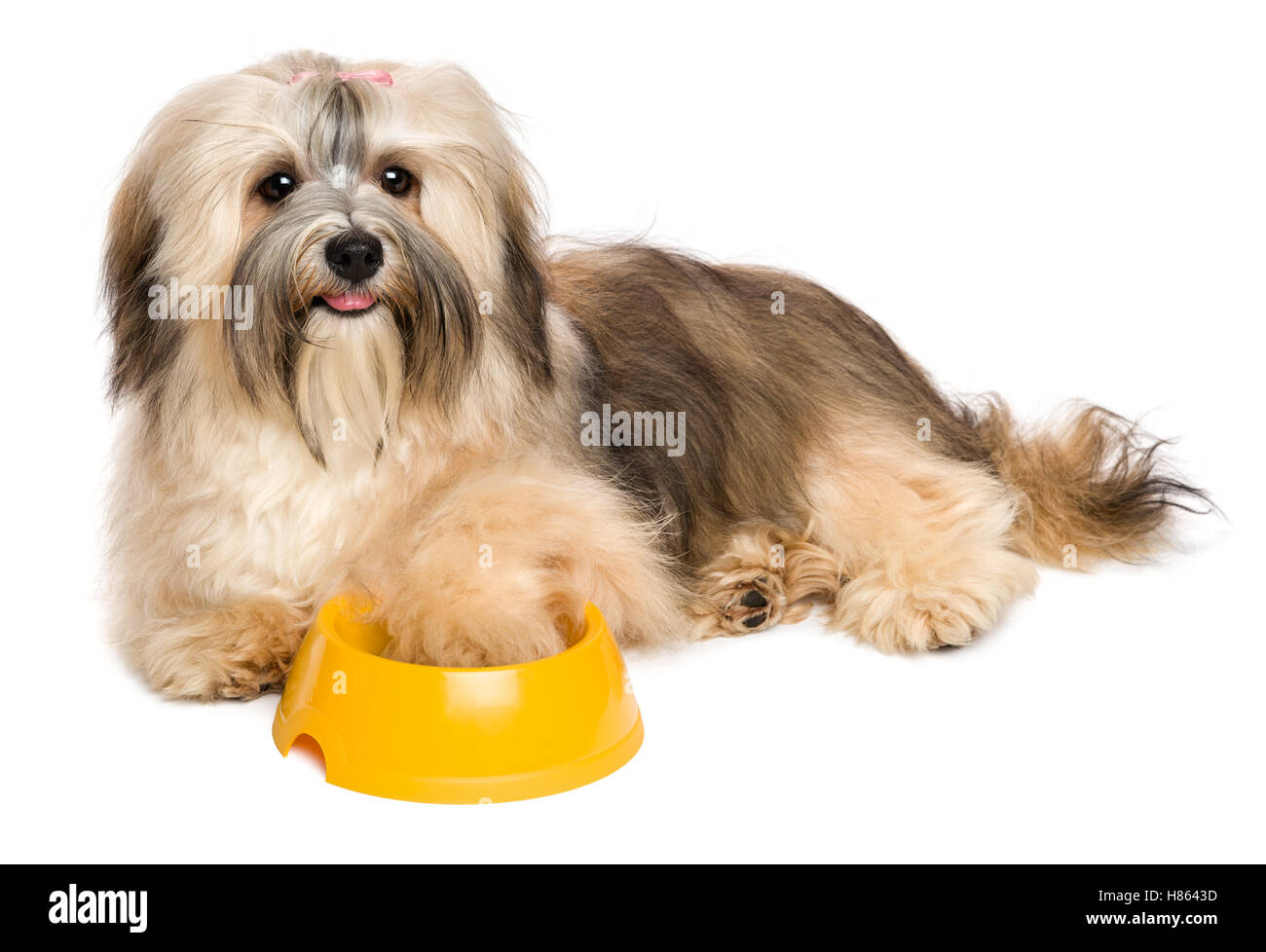 Happy Havanese puppy is asking dog food, her hand is inside a yellow ...
