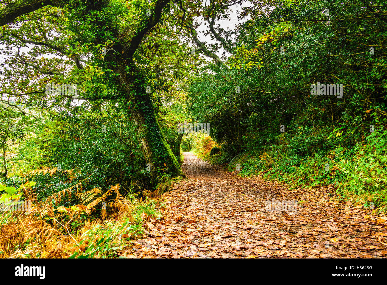 Autumn colours in Cornwall, UK Stock Photo - Alamy