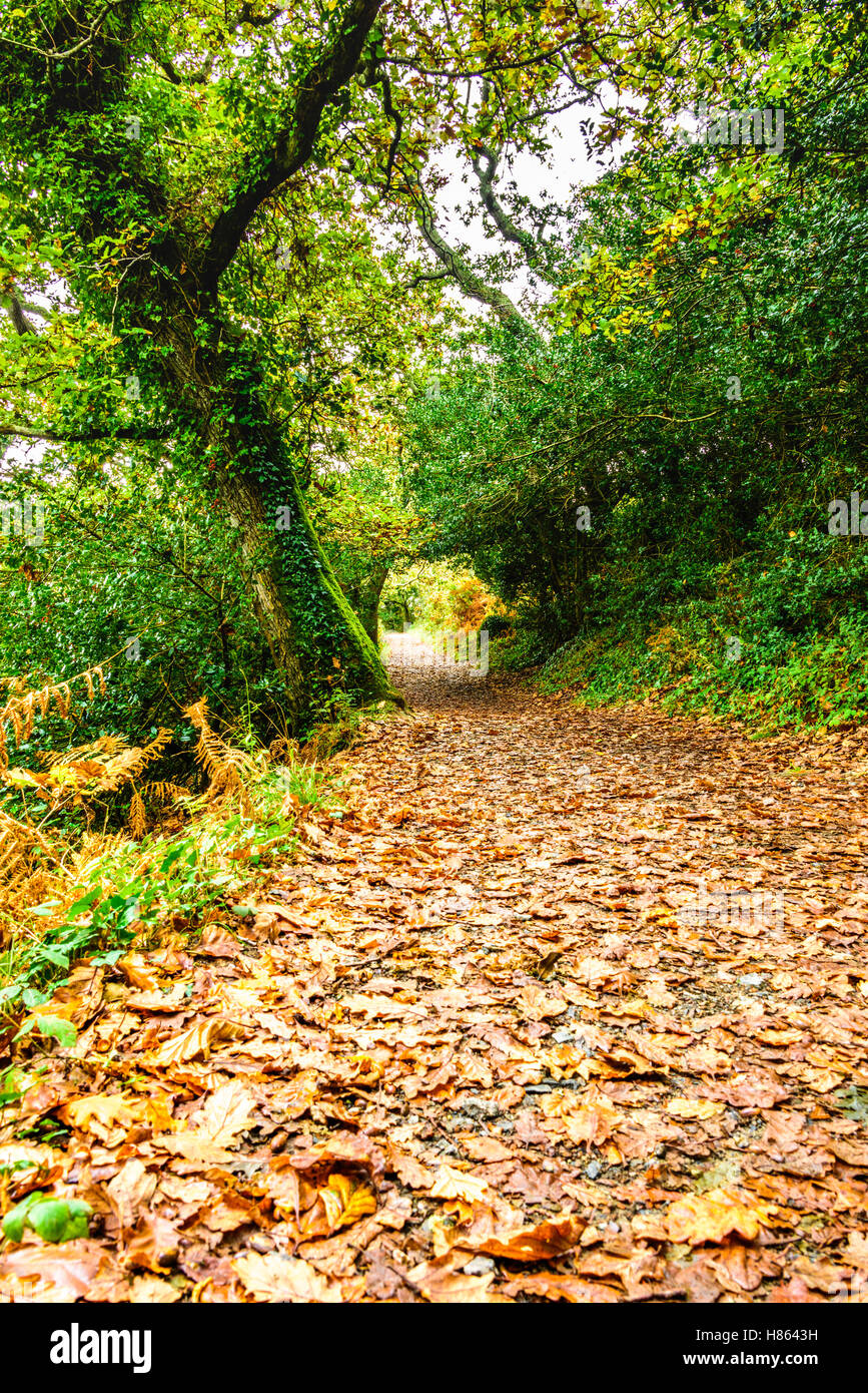 Autumn colours in Cornwall, UK Stock Photo - Alamy