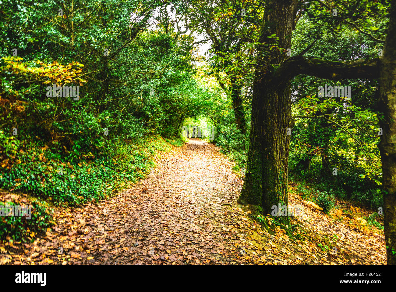 Autumn colours in Cornwall, UK Stock Photo - Alamy