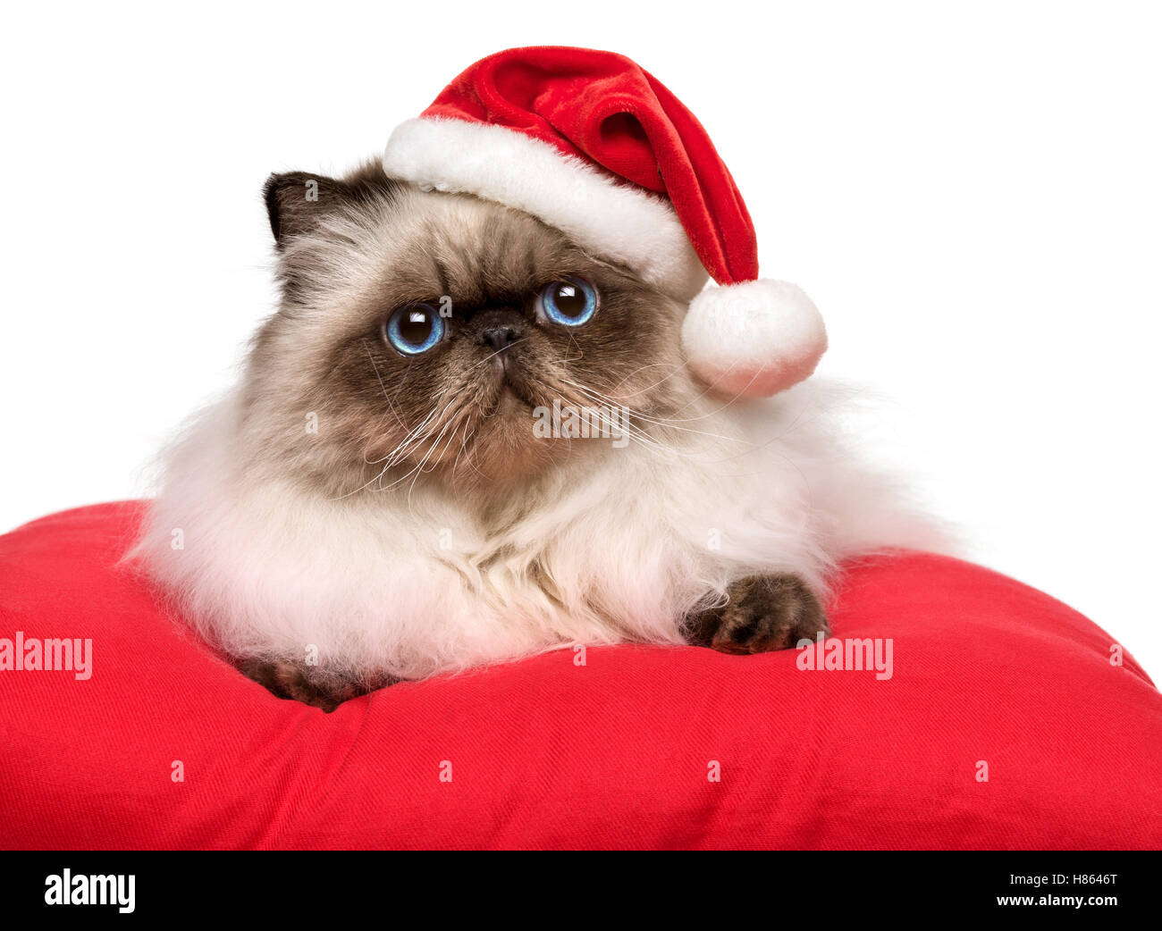Cute Christmas persian colourpoint cat in a Santa hat is lying on a red ...